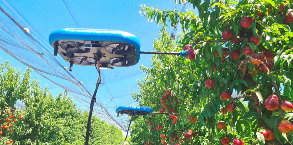 Robot bay hái trái cây 24/7 và còn biết chính xác khi nào trái cây chín